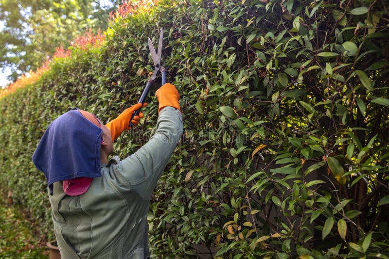 Female Worker Cutting Branches with Scissors Stock Image - Image of ...