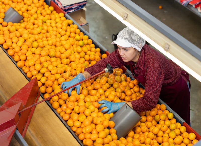 Female Worker of Fruit Factory Sorting Tangerines on Conveyor Belt ...