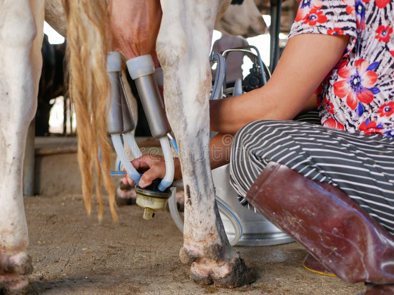 Female Worker is Milking a Dairy Cow Using a Machine at a Farm ...
