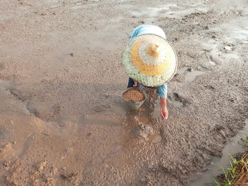 Female Worker Planting Paddy in Muddy Field Stock Photo - Image of ...