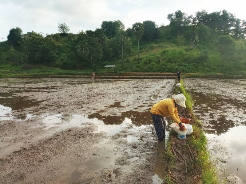 Female Worker Planting Paddy in Muddy Field Stock Image - Image of ...