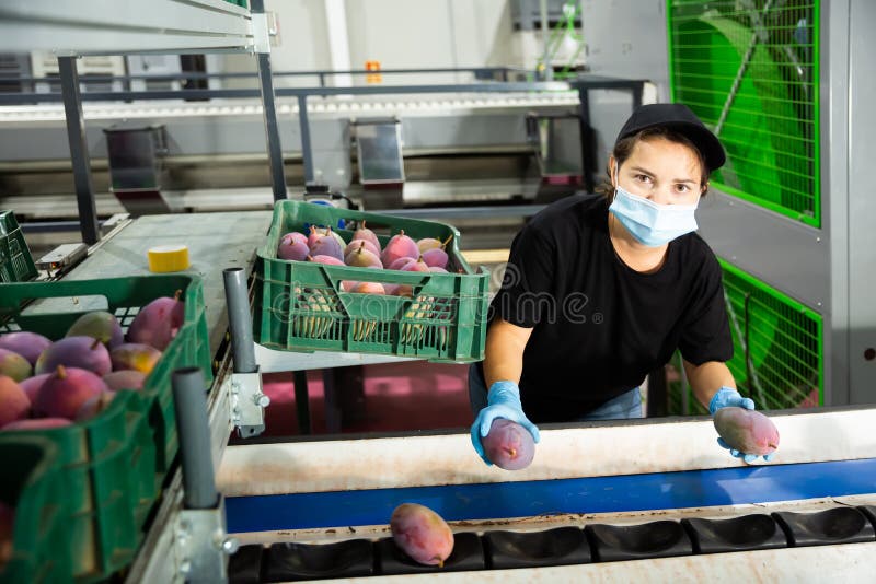 Female Worker Sorting Mango Stock Image - Image of human, farm: 200837569