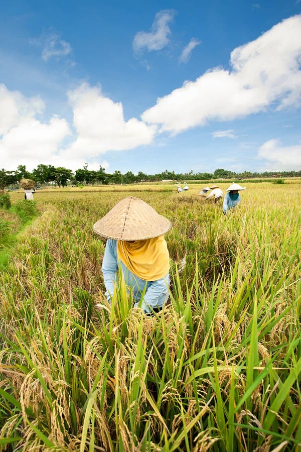 Worker in Rice Field stock image. Image of plantation - 16608467
