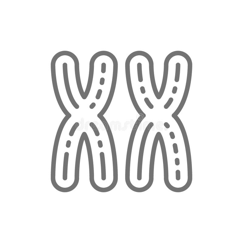 Female Xx Chromosomes Woman Sex Genes Line Icon Stock Vector