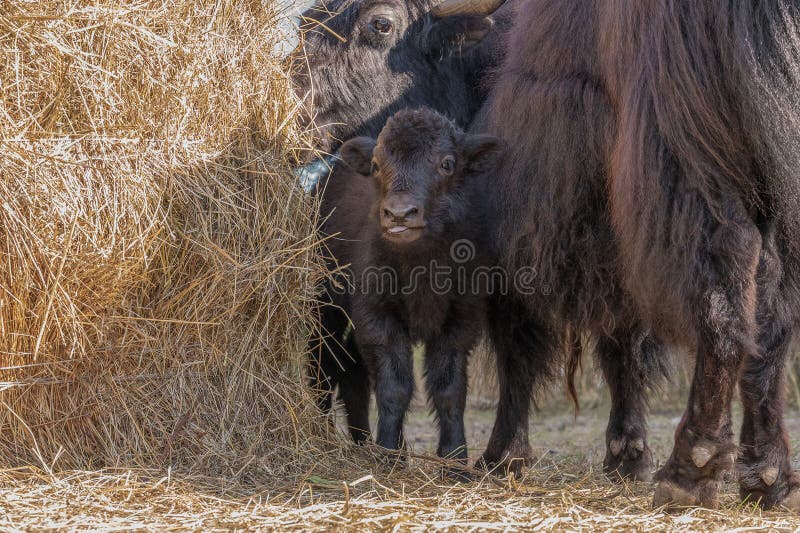 A Female Yak with a Small Calf Grazes Near a Haystack Stock Photo ...