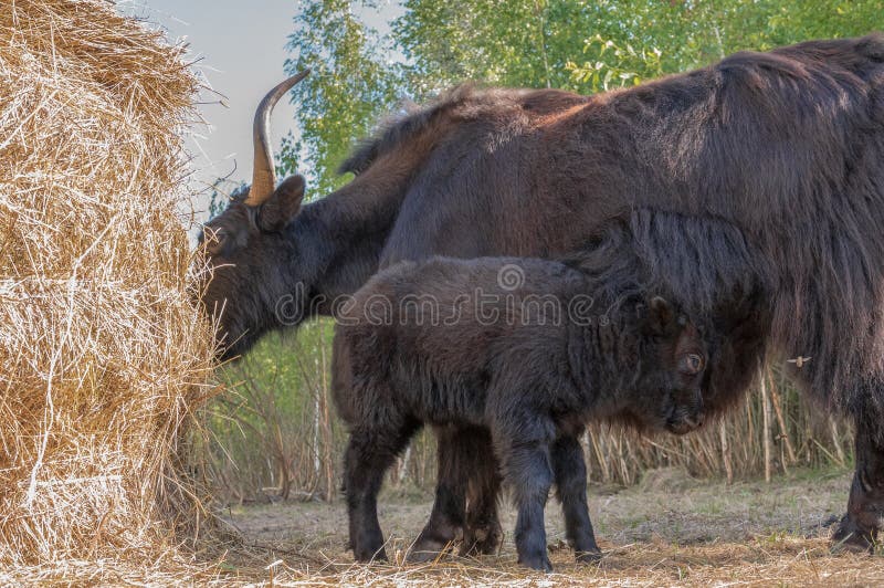 A Female Yak with a Small Calf Grazes Near a Haystack Stock Image ...