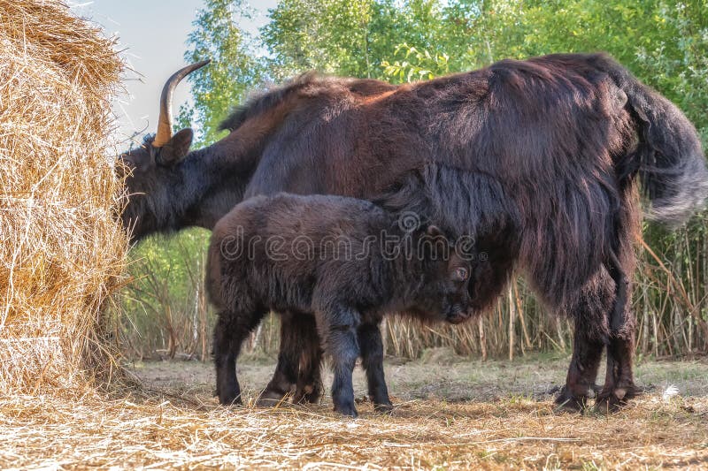 A Female Yak with a Small Calf Grazes Near a Haystack Stock Photo ...