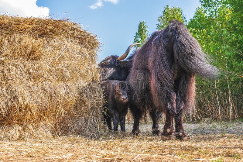 A Female Yak with a Small Calf Grazes Near a Haystack Stock Image ...