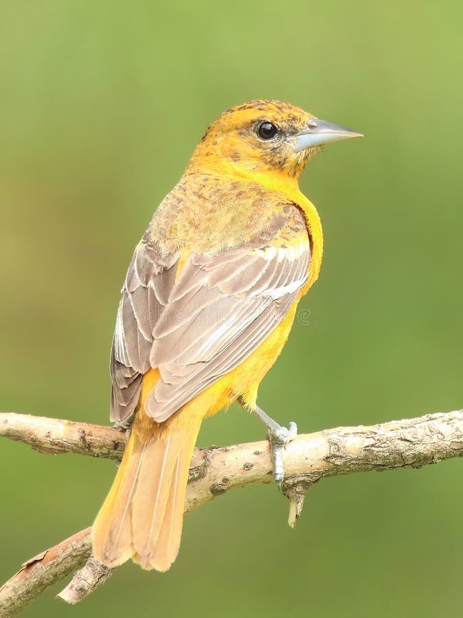 Female, Yellow Baltimore Oriole Bird Perched on a Tree Branch Stock ...
