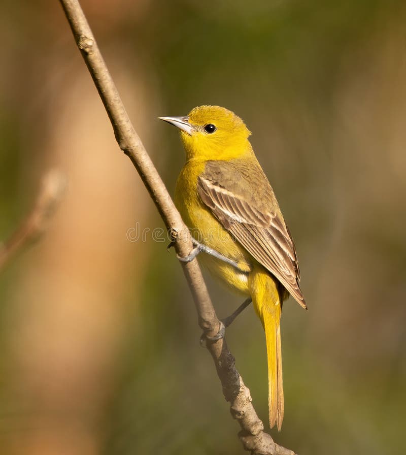 Female, Yellow Baltimore Oriole Bird Perched on a Tree Branch Stock ...