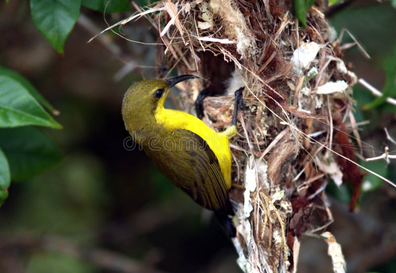 Female Yellow-Bellied Sunbird Stock Photo - Image of honey, bellied ...