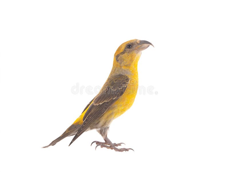 Female Yellow-headed Blackbird Stock Photo - Image of cattails, wetland ...