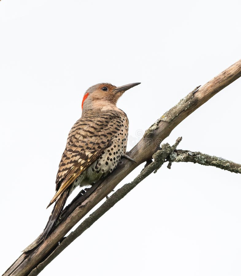 Female Yellow-shafterd Northern Flicker Up Close Stock Image - Image of ...