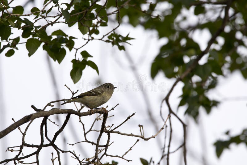 Female Yellow Warbler in a Tree Stock Photo - Image of warbler, bird ...