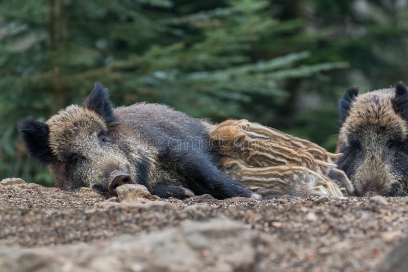 Female and Young Boar in the Forest Stock Image - Image of feeds ...