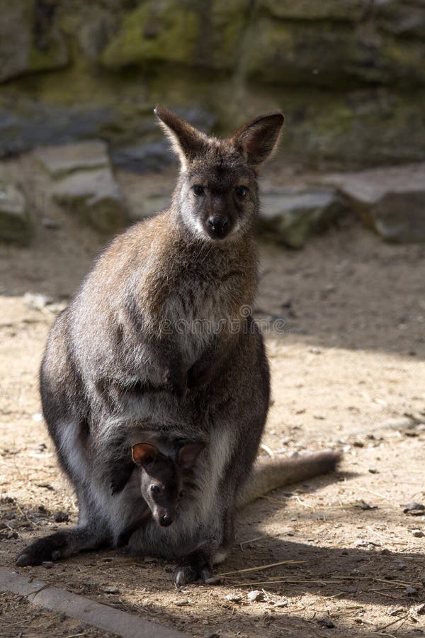 Female with Young in a Pouch, Bennett S Wallaby, Macropus Rufogriseus ...