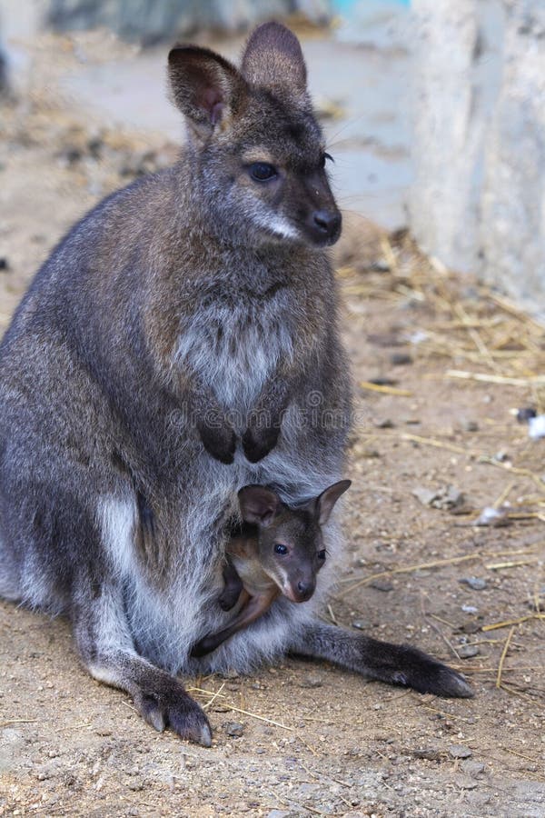 Female with Young in a Pouch, Bennett S Wallaby, Macropus Rufogriseus ...