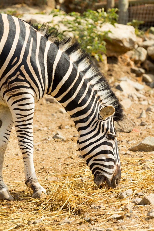 Female Zebra stock photo. Image of safari, grazing, nature - 51857450