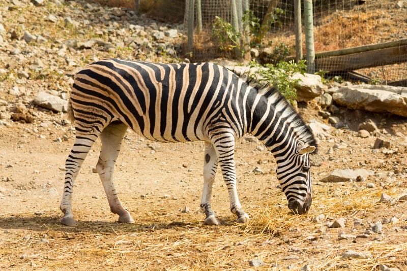 Female zebra and its young stock image. Image of herbivore - 29973271