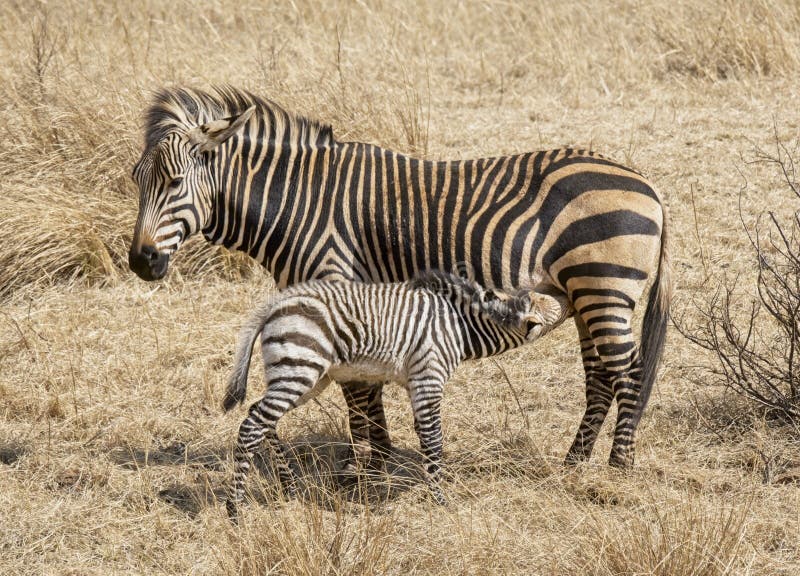 Female Zebra with Suckling Foal Stock Photo - Image of park, delightful ...