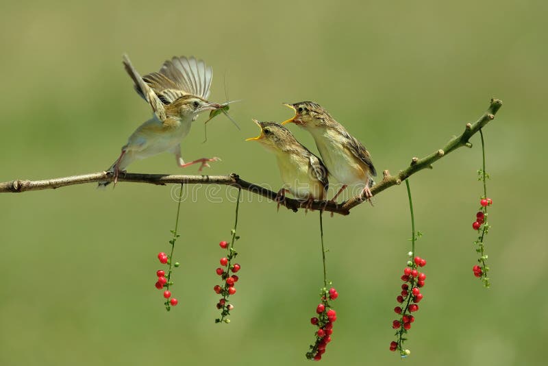 Female Zitting Cisticola Feeding Her Chick Stock Image - Image of white ... Female Zitting Cisticola Feeding Her Chick Stock Image - Image of white ...