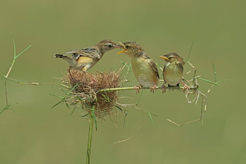 Female Zitting Cisticola Feeding Her Chick Stock Photo - Image of ... Female Zitting Cisticola Feeding Her Chick Stock Photo - Image of ...