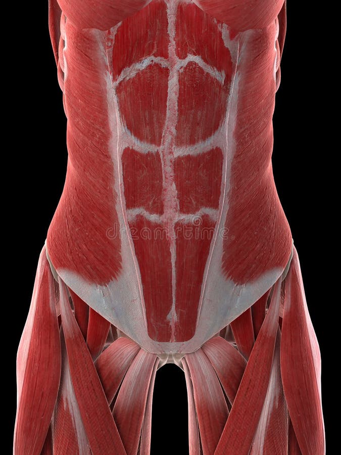 The abdominal muscles stock illustration. Illustration of sixpack ...
