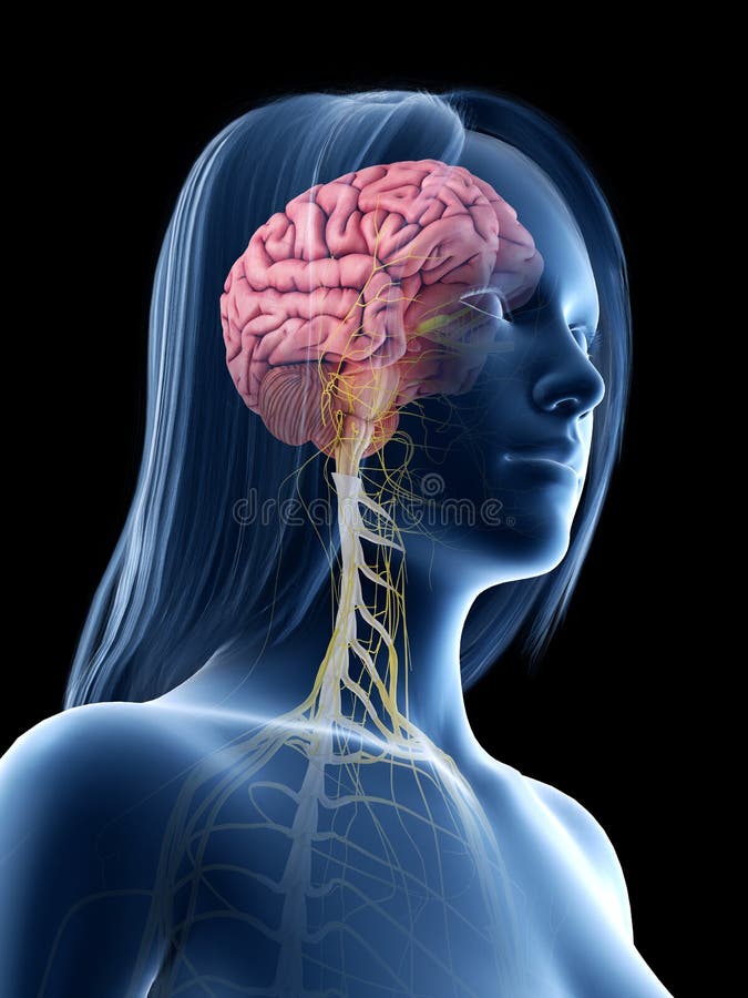 A females brain stock illustration. Illustration of cord - 141750171