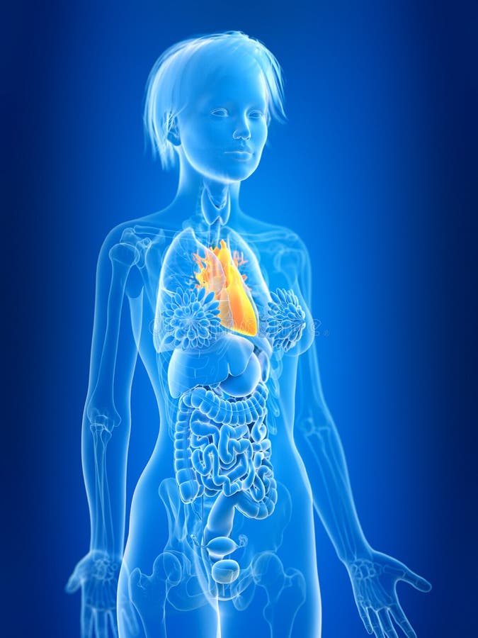 A females heart stock illustration. Illustration of anatomy - 127841133