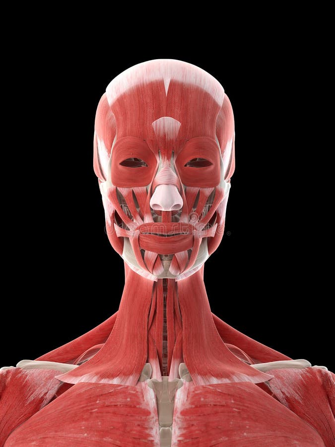 Female Muscular Transparent Stock Illustrations – 102 Female Muscular ...