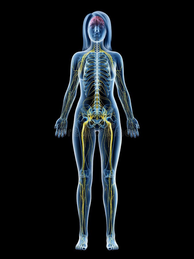 Girl Nervous System Stock Illustrations – 304 Girl Nervous System Stock ...