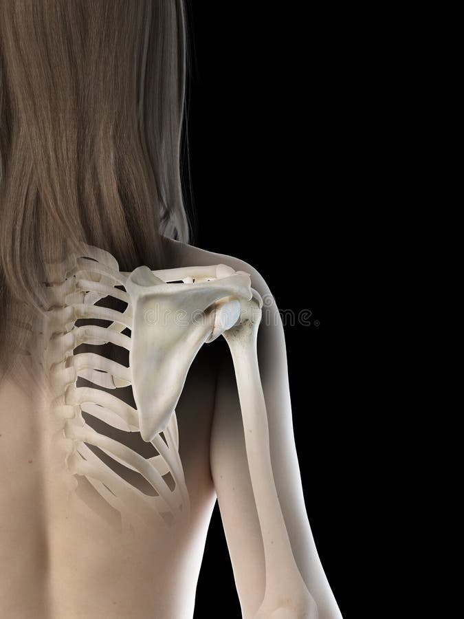 A females shoulder muscles stock illustration. Illustration of glenoid ...