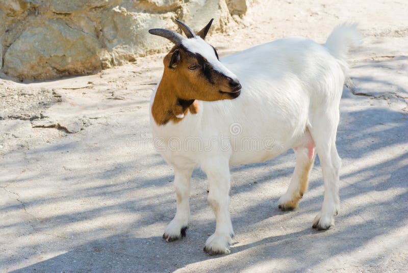 Chèvre naine image stock. Image du affermage, brun, africain - 53880311