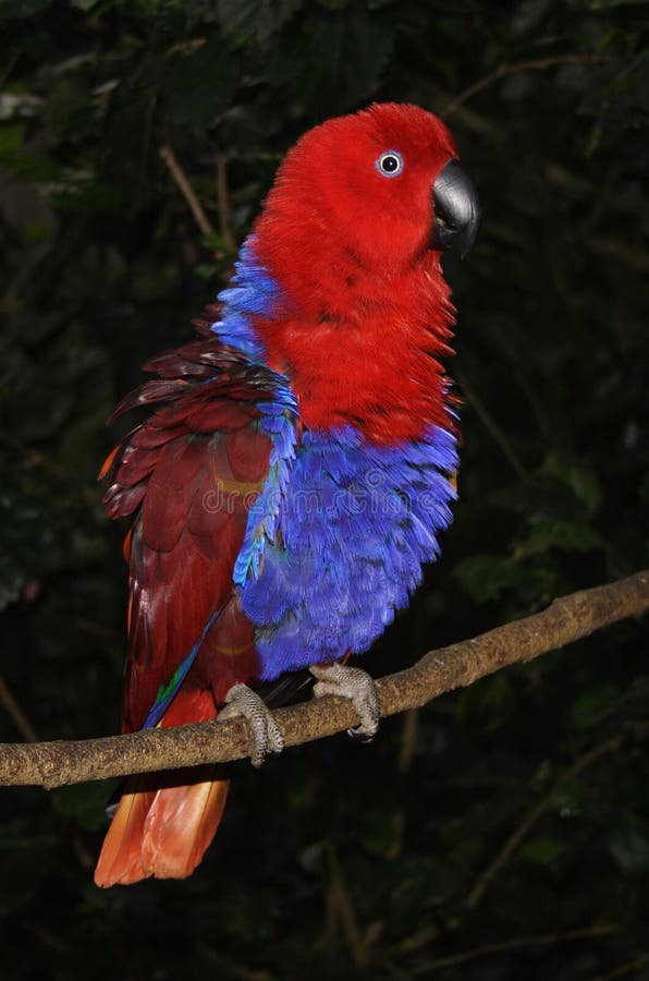 Femelle De Perroquet D'Eclectus, Australie Photo stock - Image of ...
