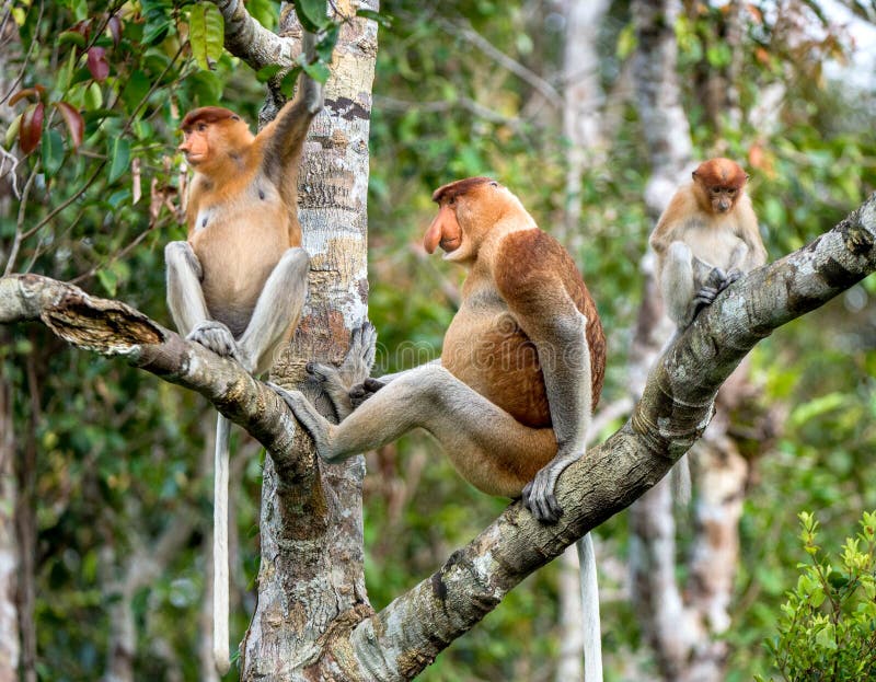 Un Larvatus Femelle De Nasalis De Singe De Buse Alimentant Un Petit ...