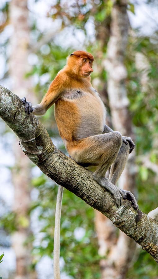 Un Larvatus Femelle De Nasalis De Singe De Buse Alimentant Un Petit ...