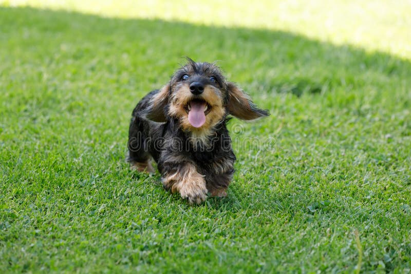 Femelle Mignonne De Teckel Brun Photo stock - Image du animal, crabot ...