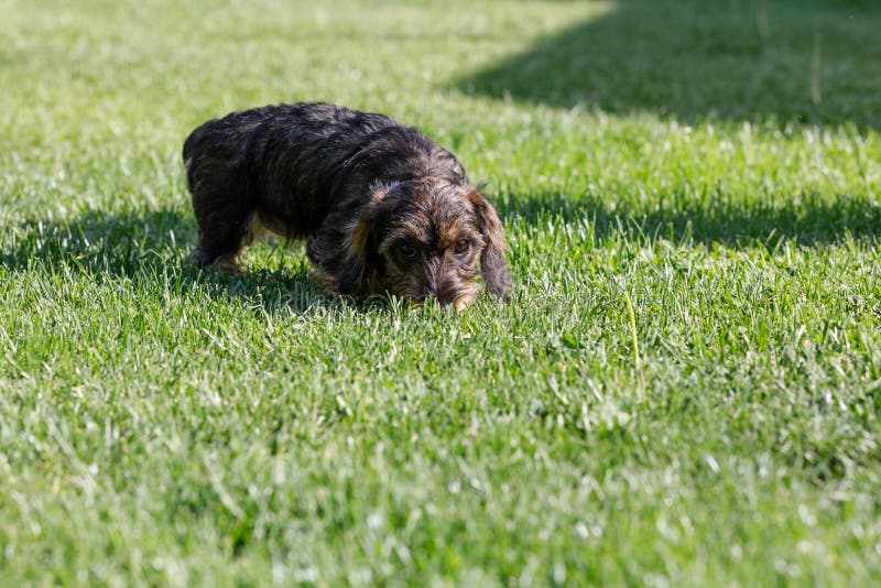 Femelle Mignonne De Teckel Brun Photo stock - Image du animal, crabot ...