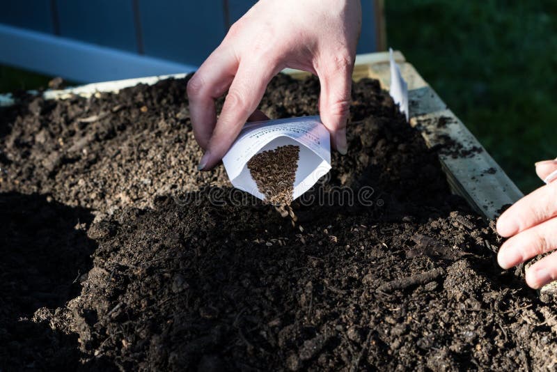 Femmes Planter Des Graines Dans Son Jardin. Image stock - Image du ...