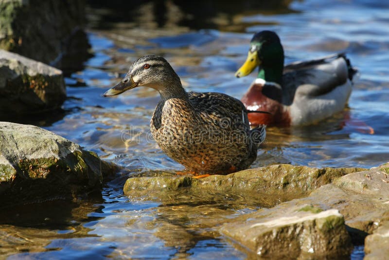 60,440 Femmina Dell Anatra Del Germano Reale Foto stock - Foto stock ...