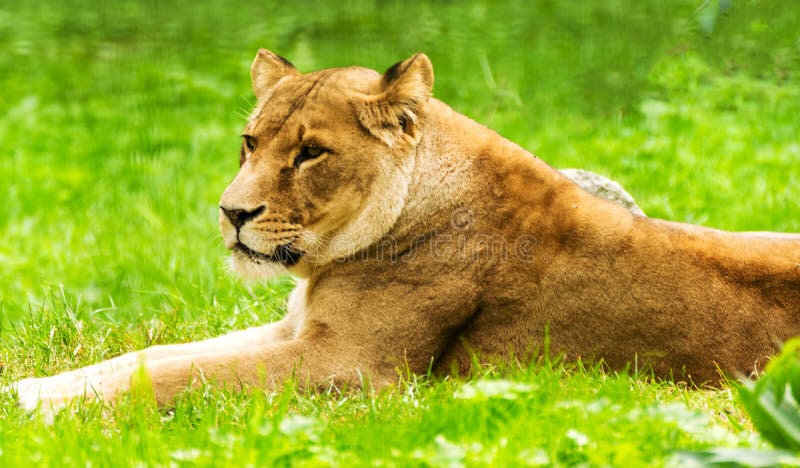 Femmina Della Leonessa Panthera Leo Fotografia Stock - Immagine di ...