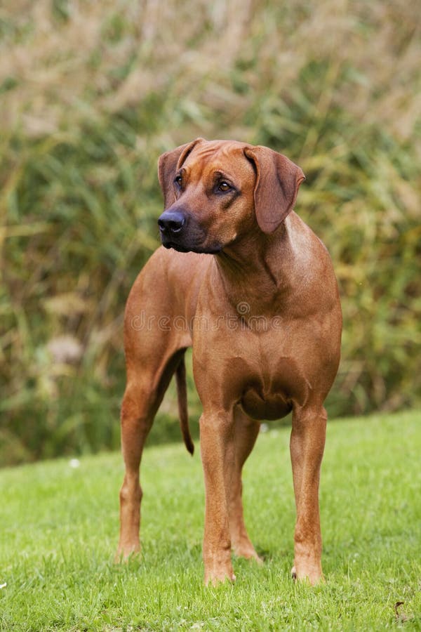 Femmina Di Rhodesian Ridgeback Fotografia Stock - Immagine di canini ...