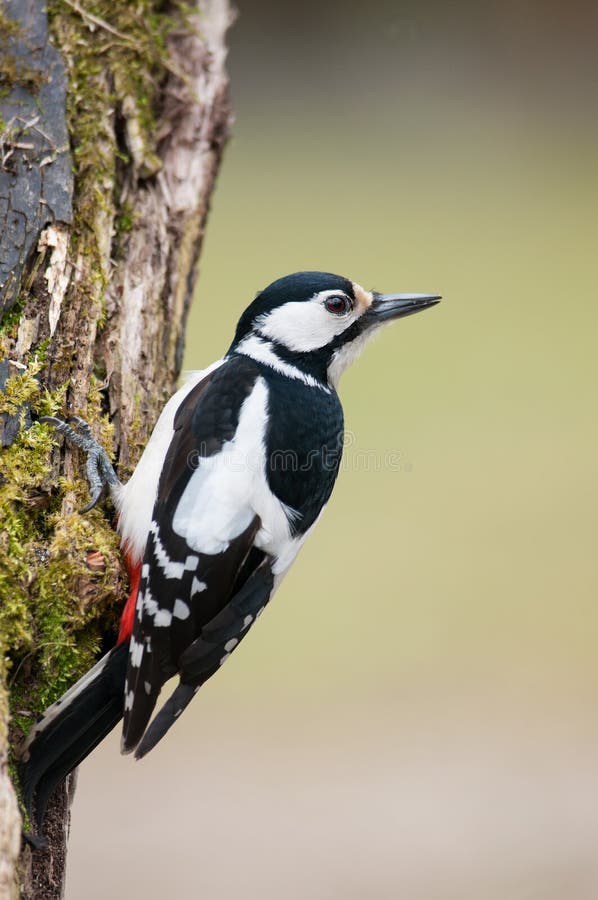Femmina Il Picchio Rosso Maggiore Sul Tronco Immagine Stock - Immagine ...