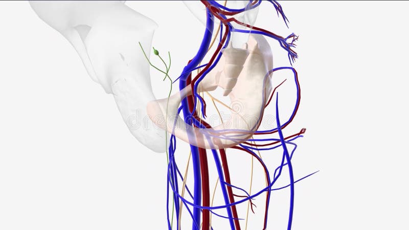 The Deep Femoral Vein, Deep Vein of the Thigh or Profunda Femoris Vein ...