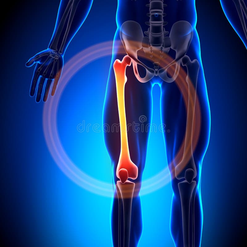 Femore - ossa di anatomia illustrazione di stock. Immagine di medico ...