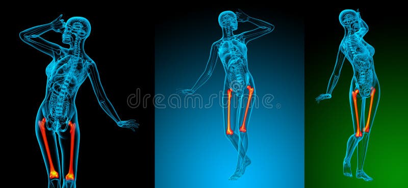 Femur bone stock illustration. Illustration of anatomy - 88901773
