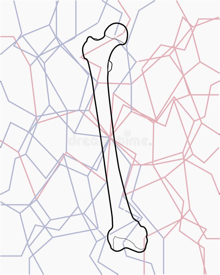 Femur bone 2 stock vector. Illustration of bone, skeleton - 79362027