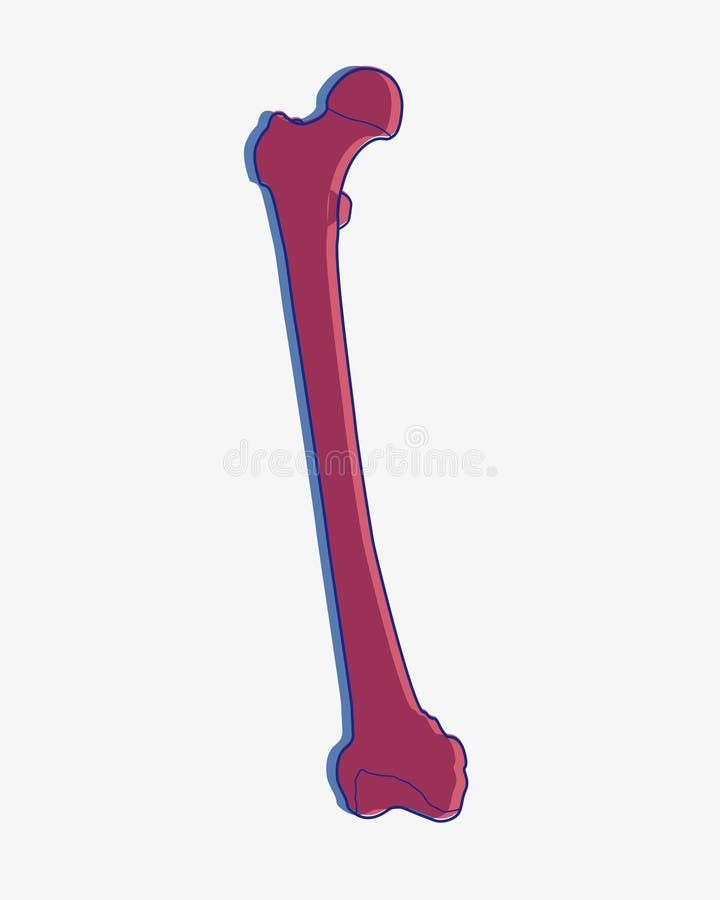 Femur bone 7 stock vector. Illustration of femur, skeleton - 79368443