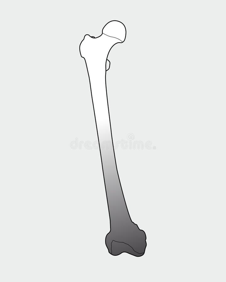 Femur Stock Illustrations – 13,044 Femur Stock Illustrations, Vectors ...