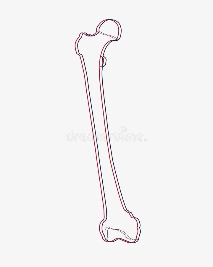 Femur bone 9 stock vector. Illustration of texture, research - 79368598